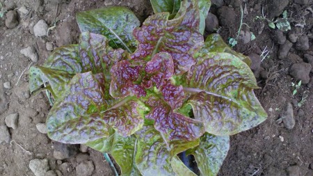 Lechuga :: Siembra, Cosecha y Cocina